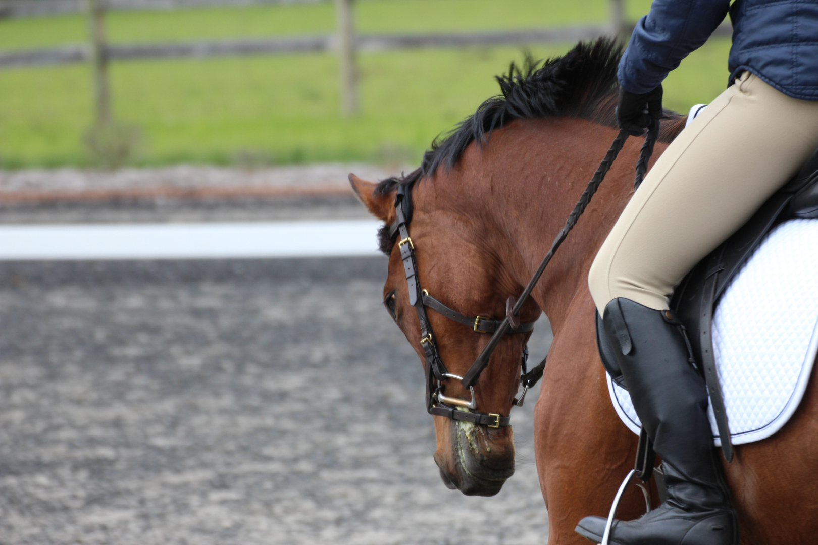 on the bit in test – Connecticut Dressage Association